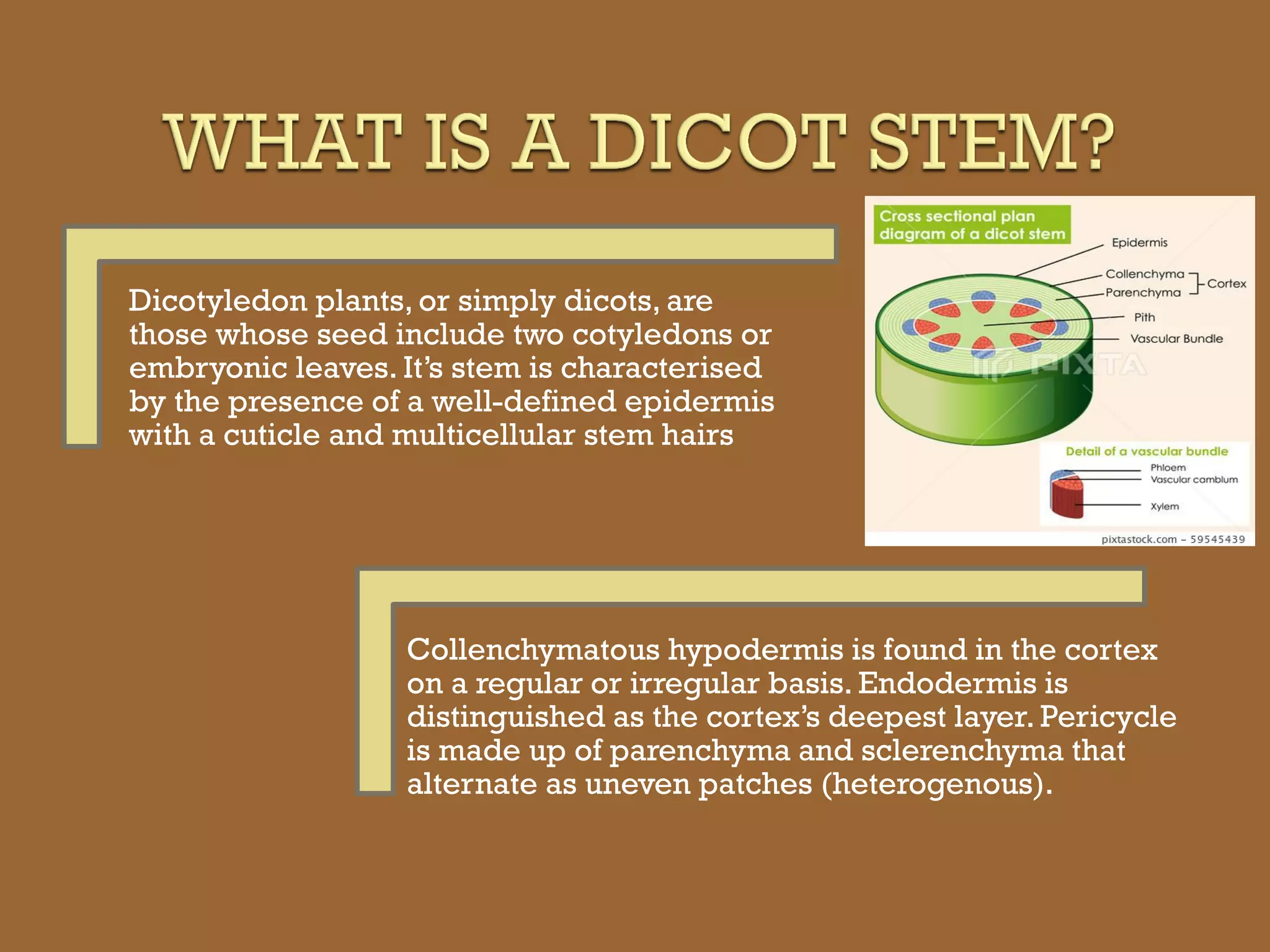 Botany: Comparative study of Dicot stemPPT.pdf