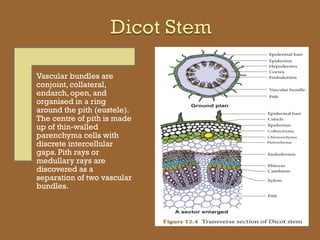 Botany: Comparative study of Dicot stemPPT.pdf