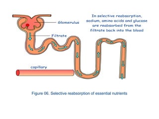 Department of clinical pharmacy an overview with renal system (2) | PPT