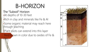 Department of forest and environmental science syed | PPTX