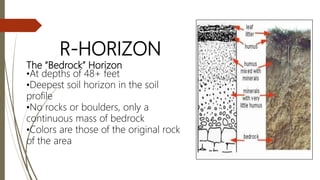 Department of forest and environmental science syed | PPTX