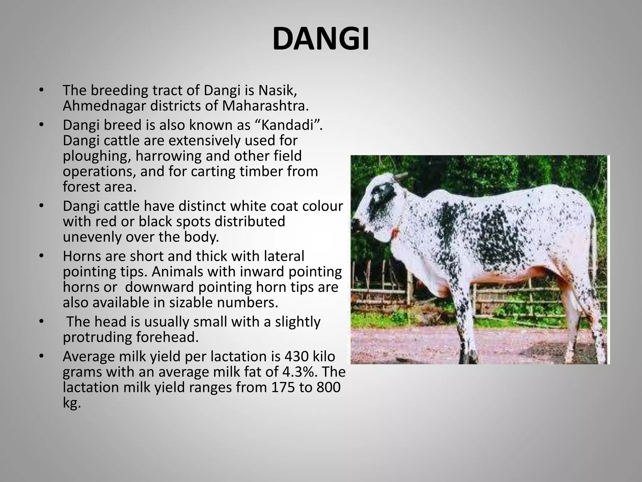 Breeds of cattle in india | PPTX