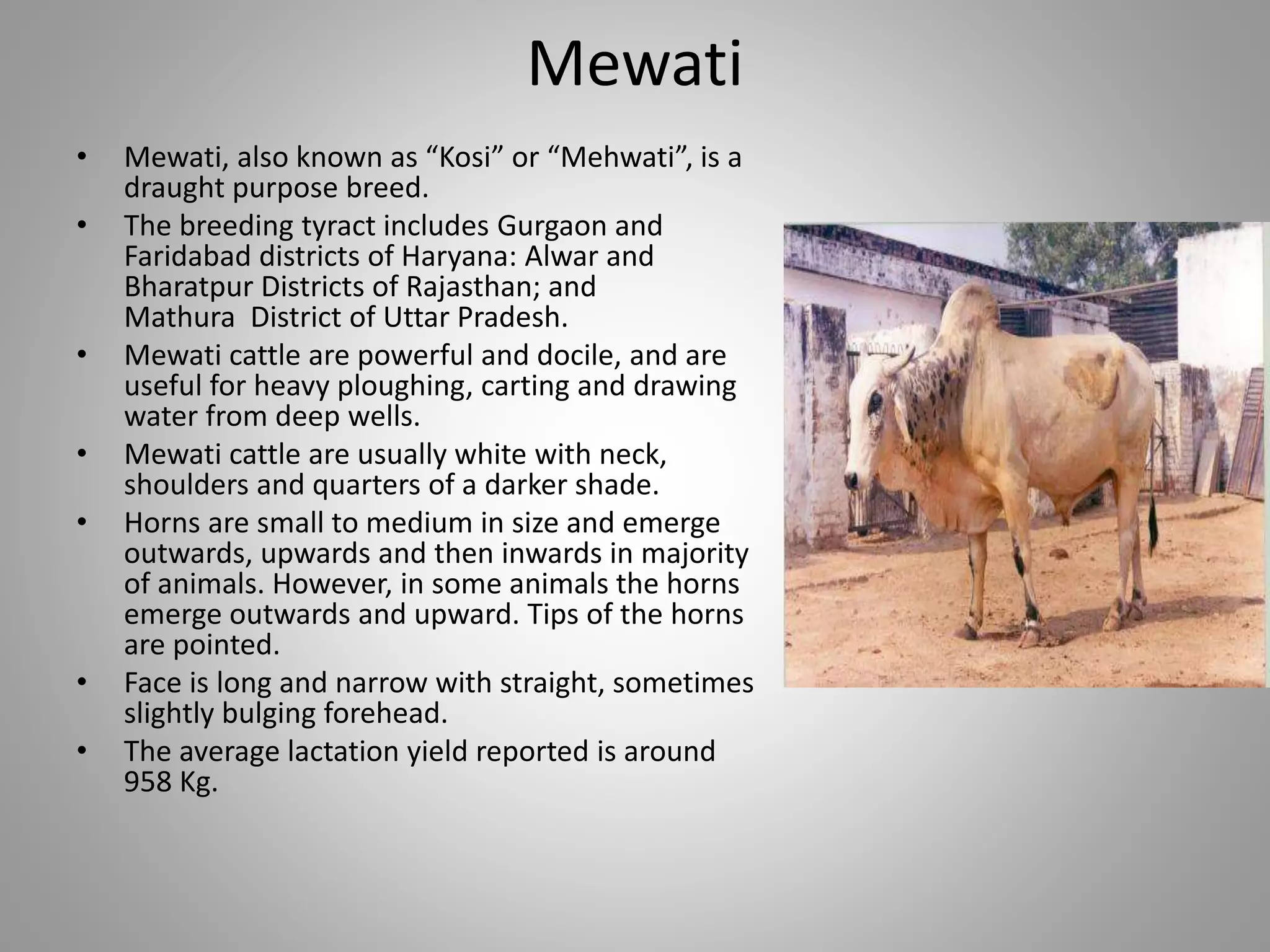 Breeds of cattle in india | PPTX