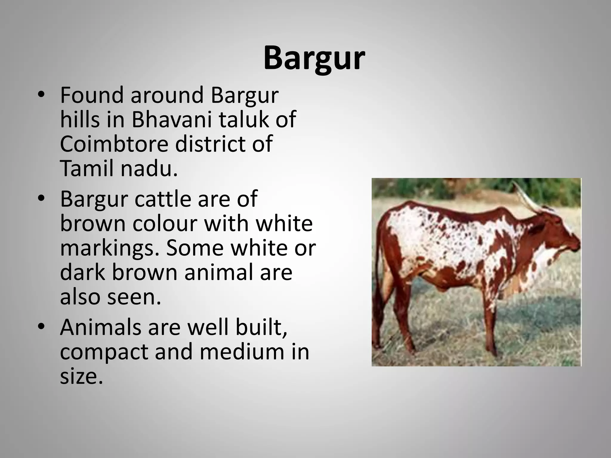 Breeds of cattle in india | PPTX