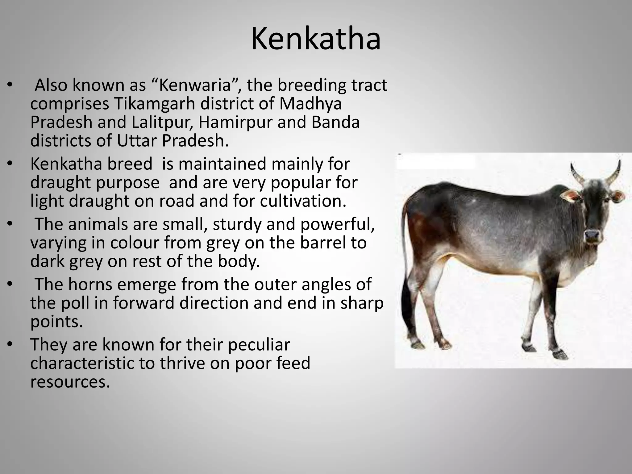 Breeds of cattle in india | PPTX
