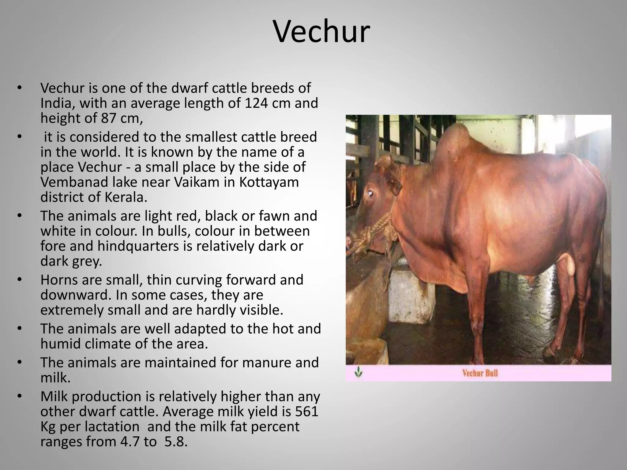 Breeds of cattle in india | PPTX