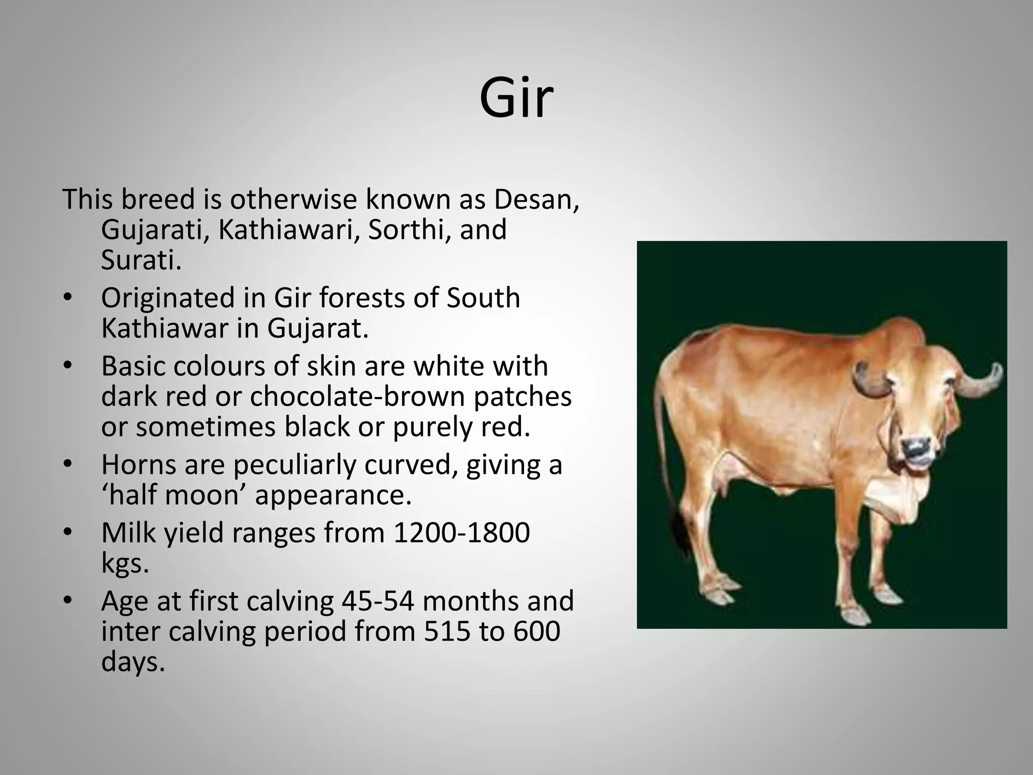 Breeds of cattle in india | PPTX