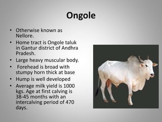 Breeds of cattle in india | PPTX