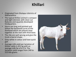 Breeds of cattle in india | PPTX