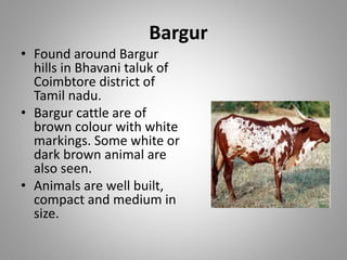 Breeds of cattle in india | PPTX