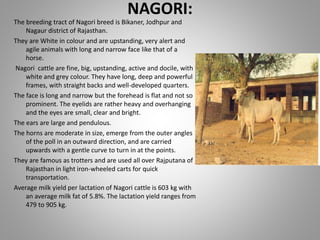 Breeds of cattle in india | PPTX