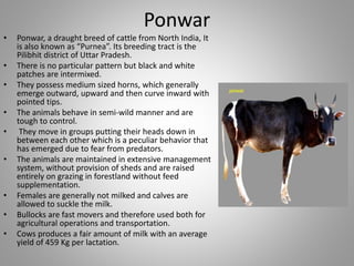 Breeds of cattle in india | PPTX