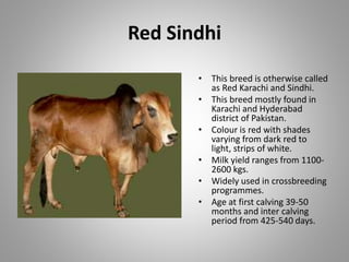 Red Sindhi