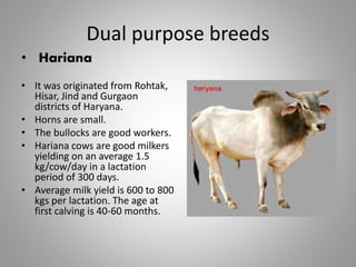 Indian Cow Breeds For Milk
