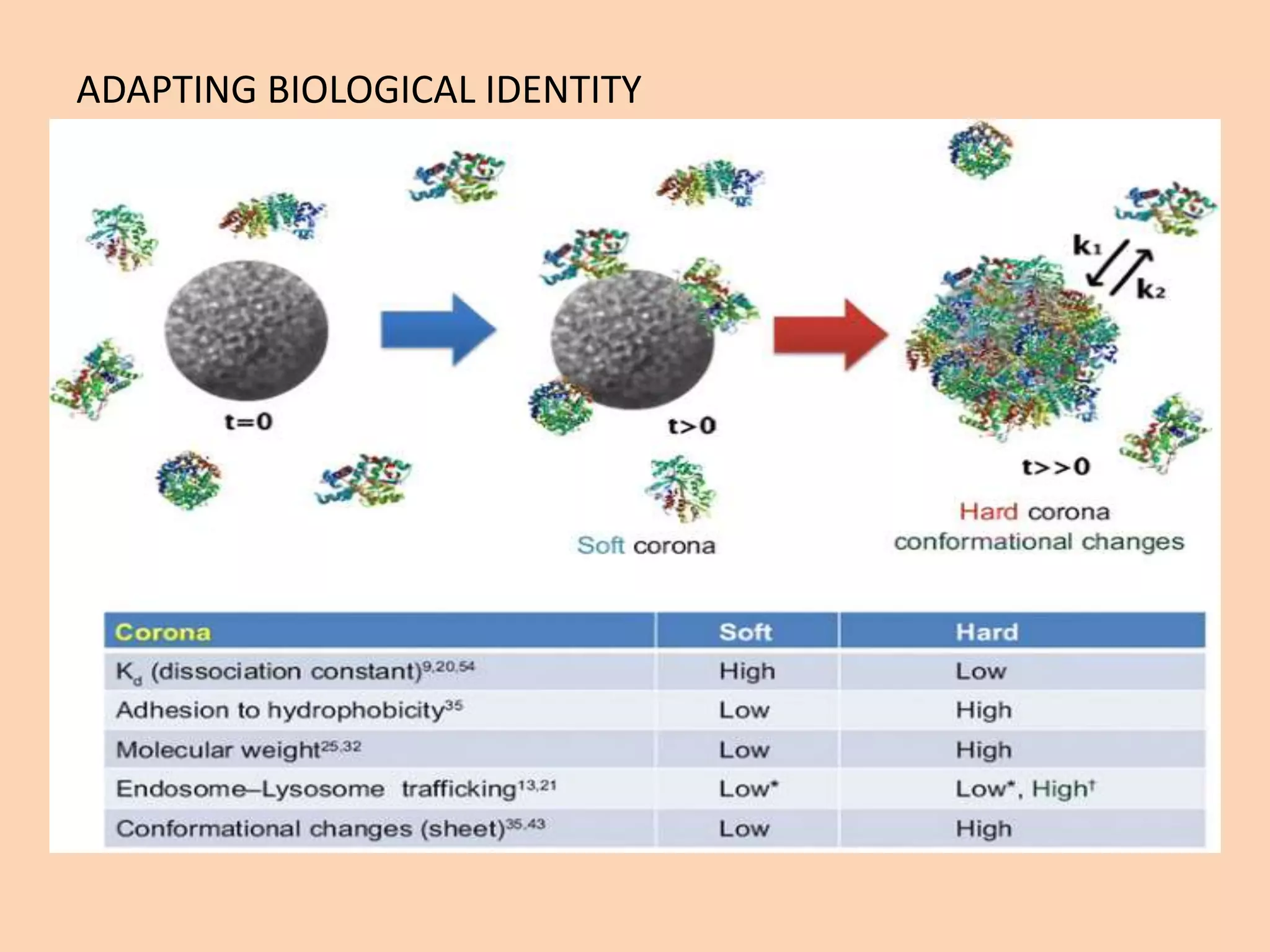 Pathways for cellular uptake of nanoparticles.pptx