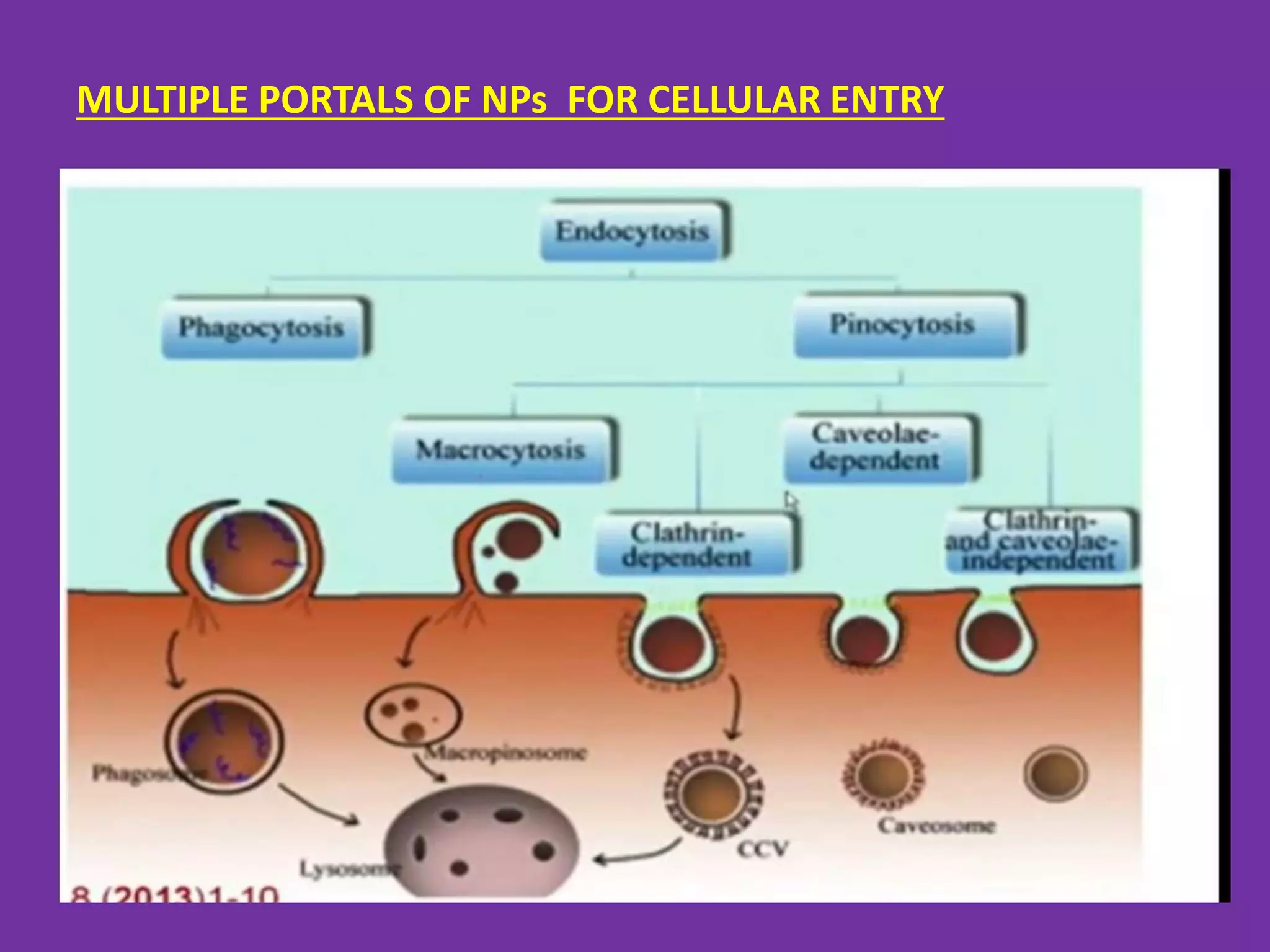 Pathways for cellular uptake of nanoparticles.pptx