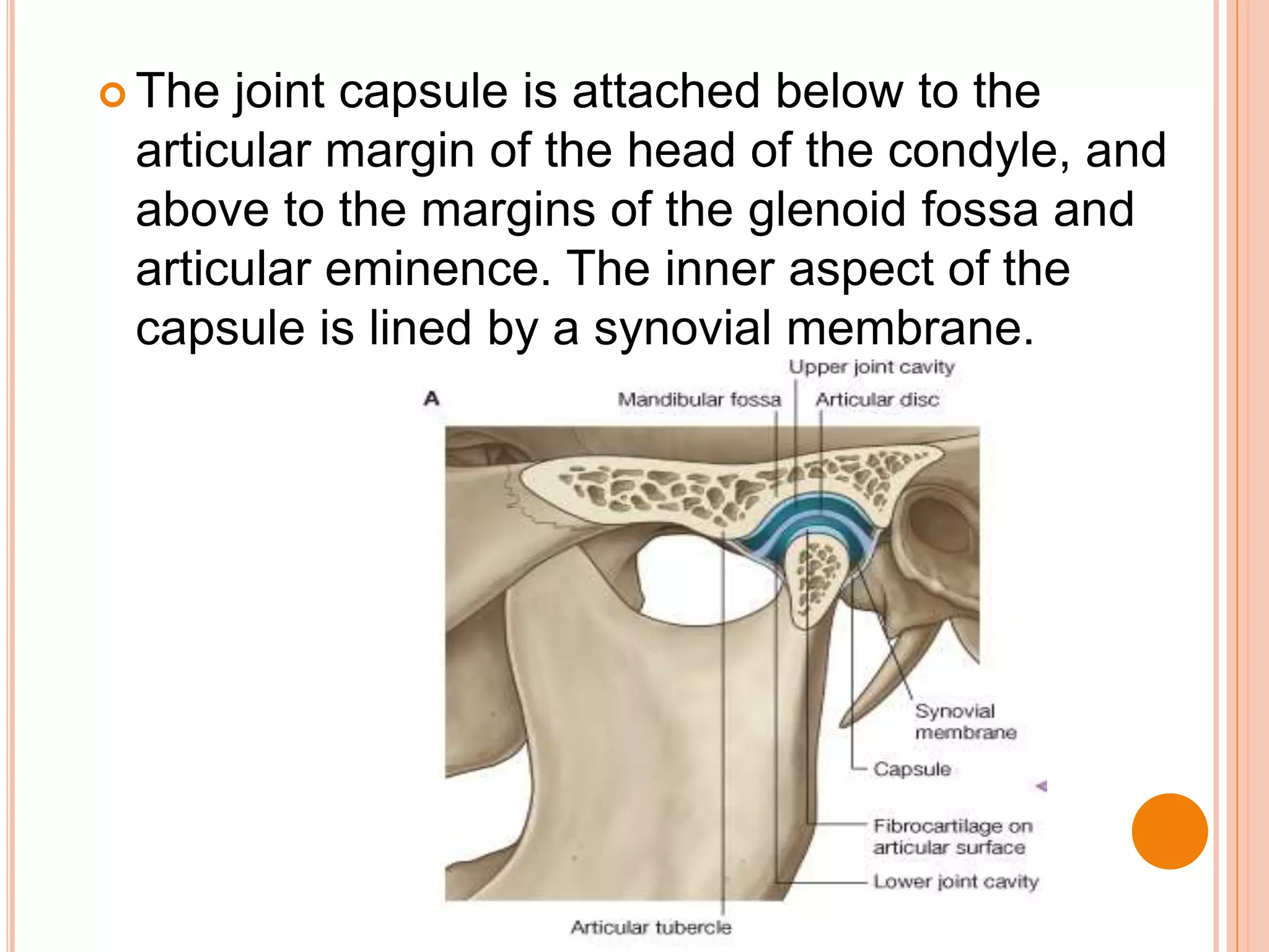 histology of tempromandibular joint | PPTX