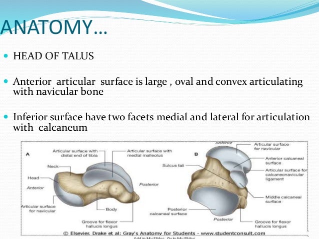 Talar Fracture