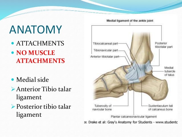 Talar Fracture