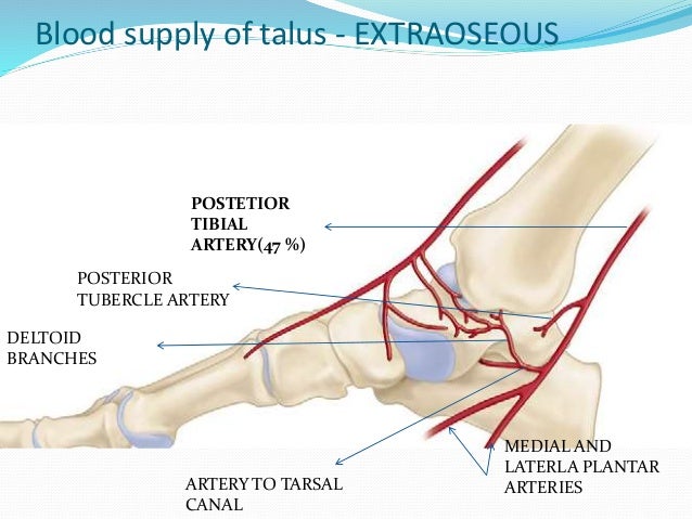 Talar Fracture