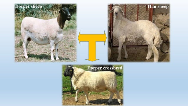 Metabolizable protein requirements of Dorper crossbred ram lambs | PPT