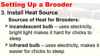 DepED-G11-Q2-M4-1-Brooding & Setting up a brooder.pptx