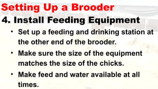 DepED-G11-Q2-M4-1-Brooding & Setting up a brooder.pptx