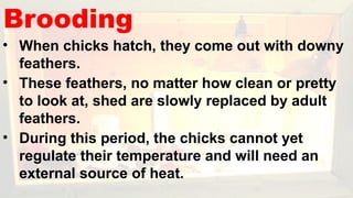 DepED-G11-Q2-M4-1-Brooding & Setting up a brooder.pptx