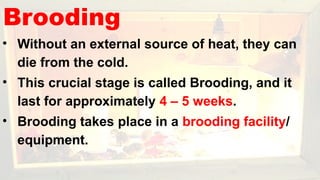 DepED-G11-Q2-M4-1-Brooding & Setting up a brooder.pptx