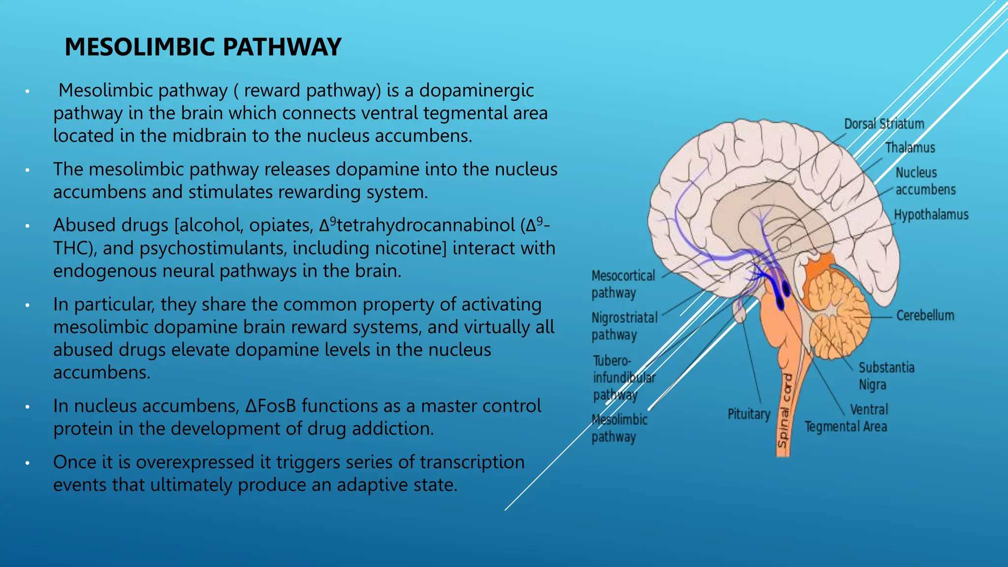 Drug dependence types , causes and mechanism of action | PPTX