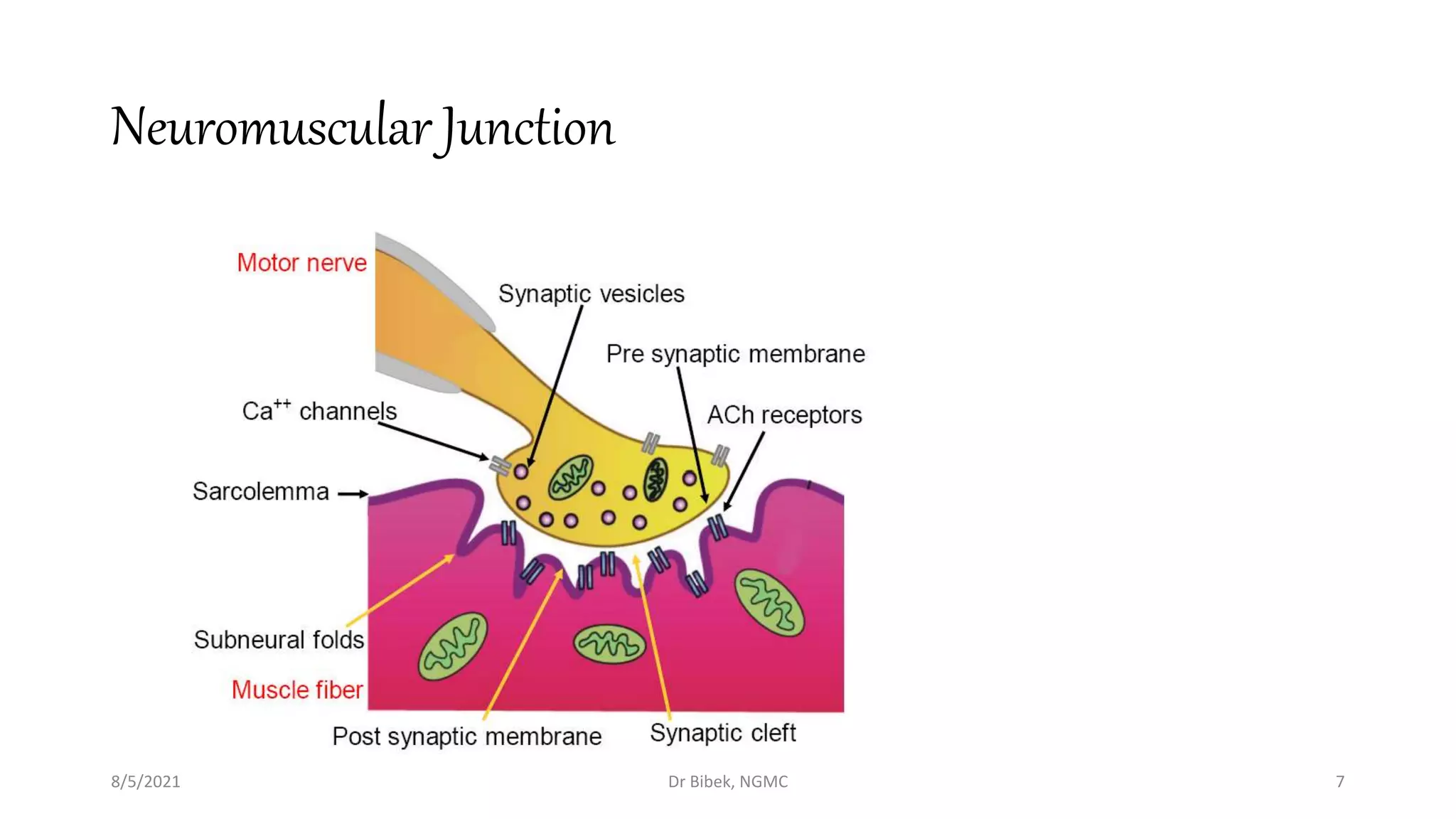 Depolarizing neuromuscular blocking agents | PPTX