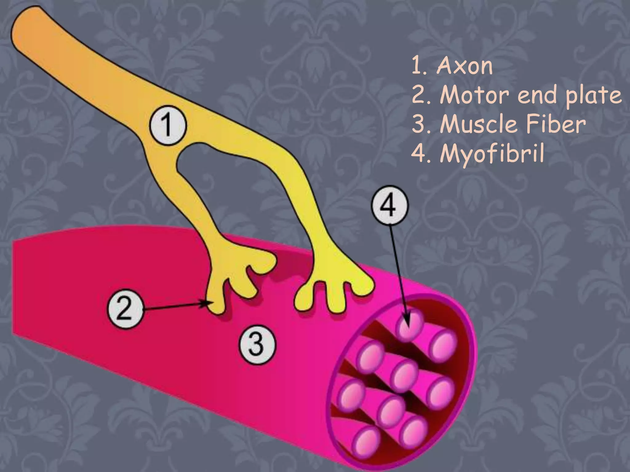 Depolarizing Neuromuscular Blockers | PPTX
