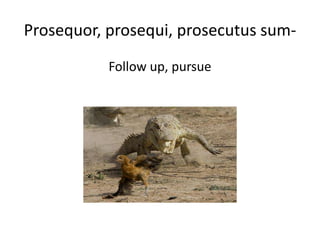 Deponent verbs maggie montler | PPT