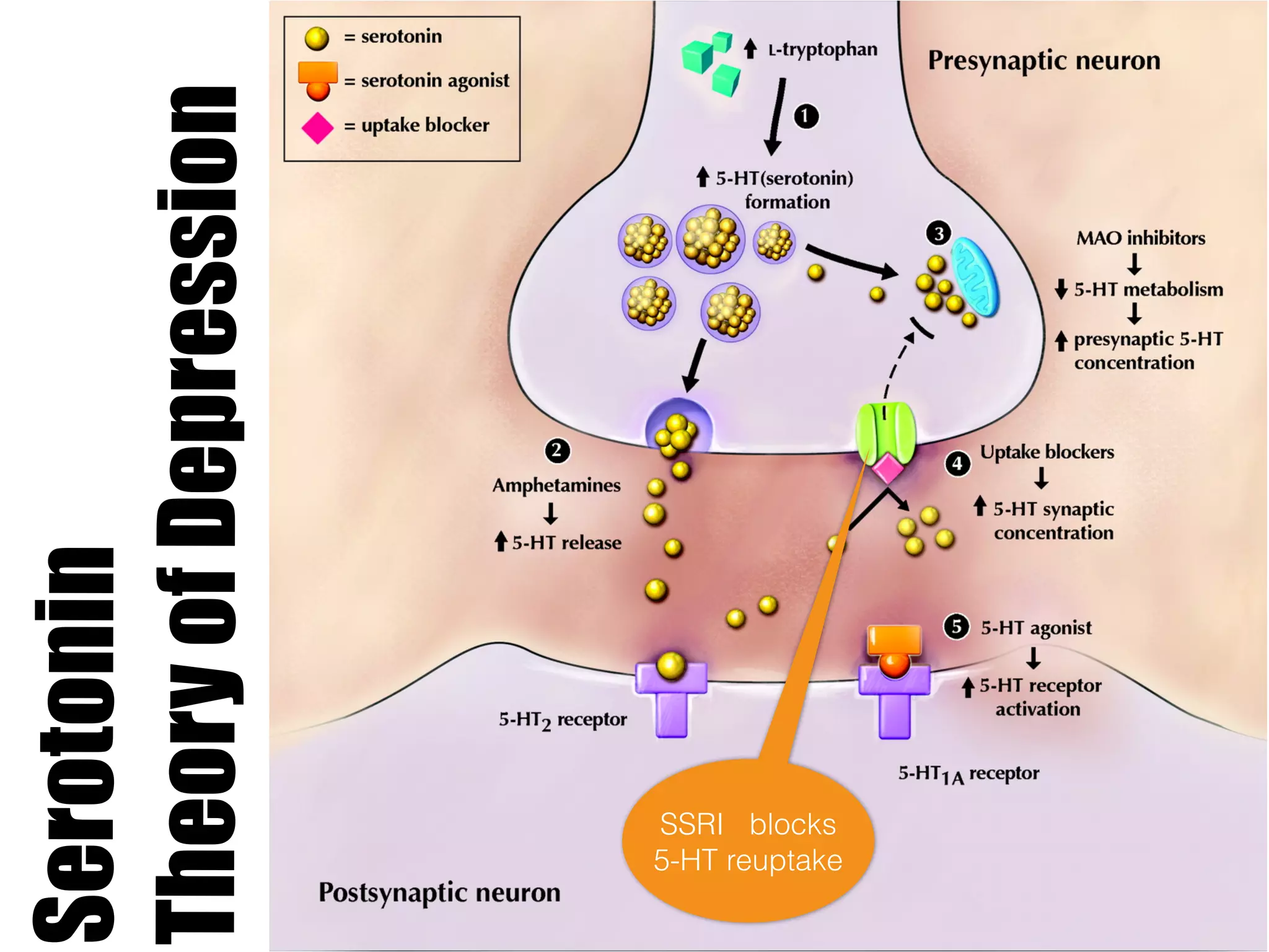 Molecular mechanism underlying Depression: The relationship between ...