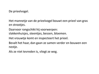 De prieelvogel | PPTX