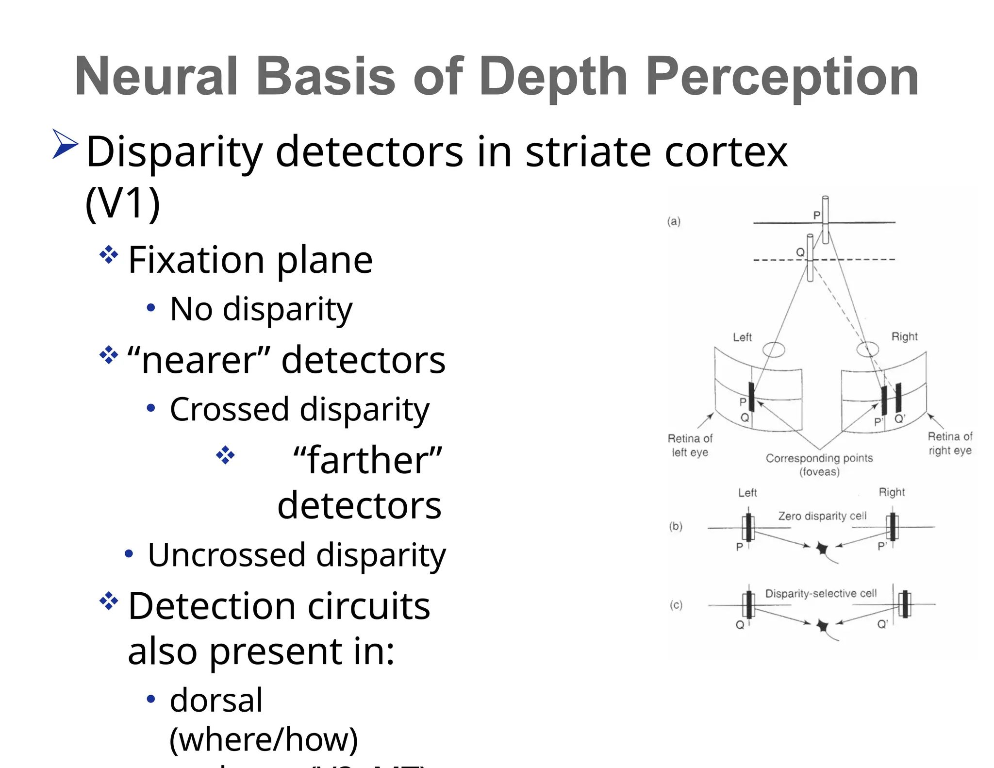 Depth-perception-visual-on-human-eye.pptx