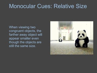 Relative Size Monocular Cues