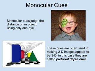 Monocular Depth Cues Interposition