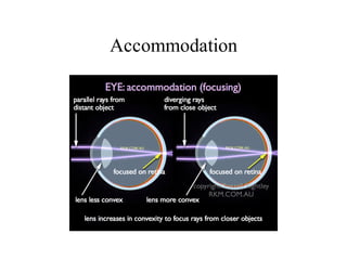 Binocular Cues For Depth Perception