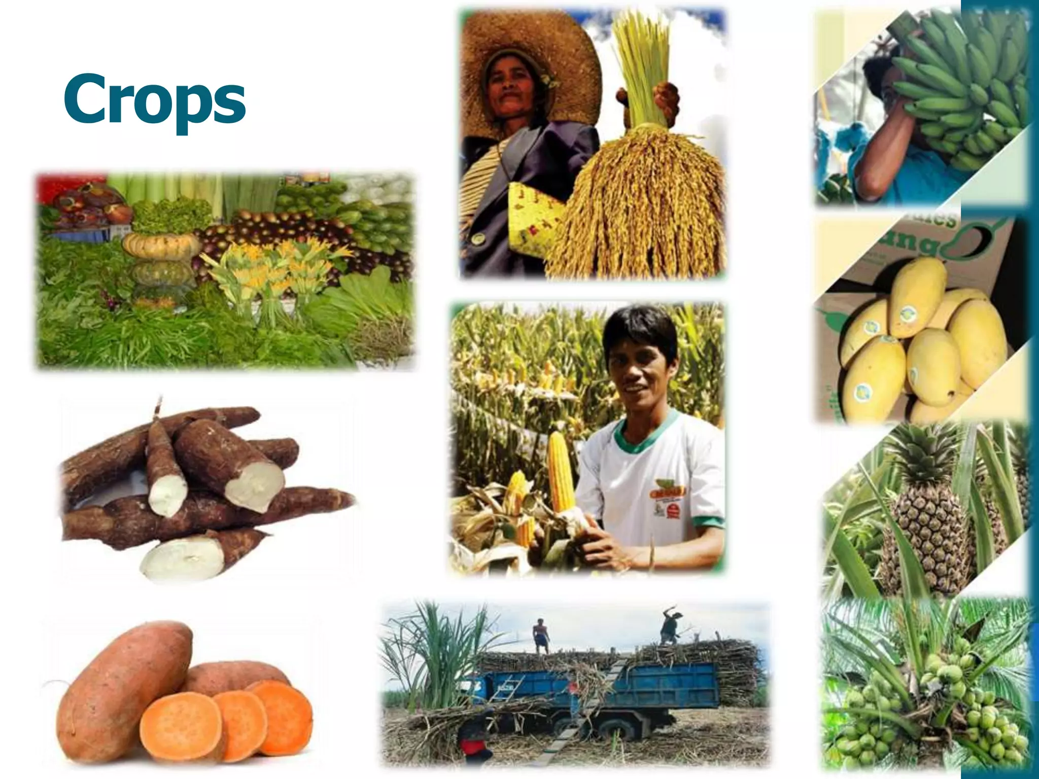 The State of Philippine Agriculture | PPTX