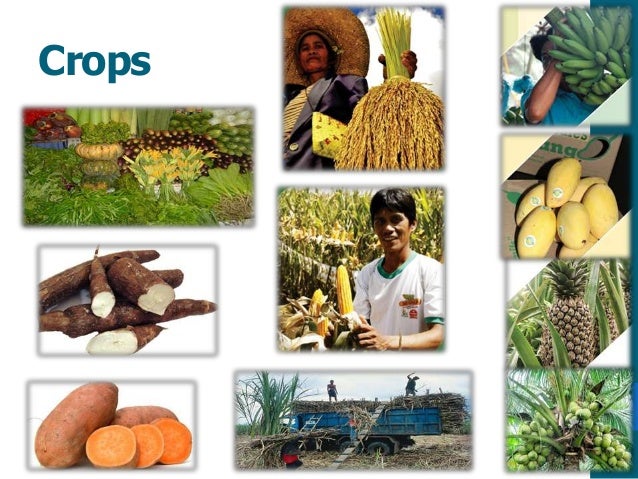 The State of Philippine Agriculture