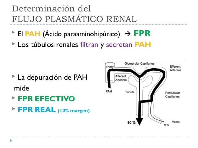 Depuración renal, flujo sanguíneo renal y tasa de filtración glomerul…