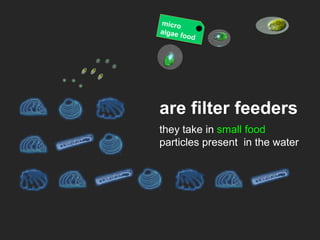 Depuration explained | PPTX