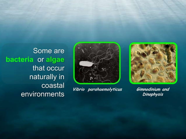 Depuration explained | PPT