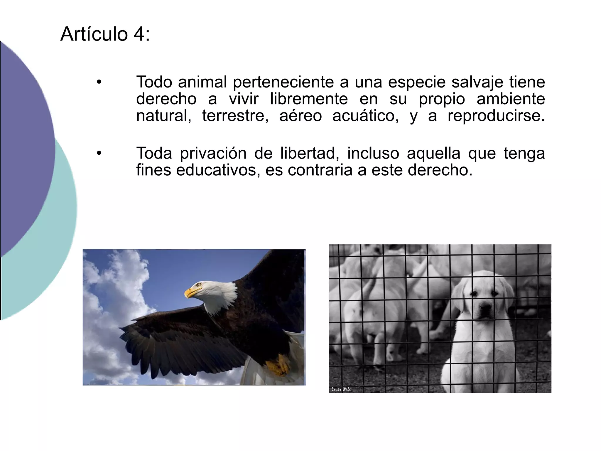 Derechos De Los Animales | PPT