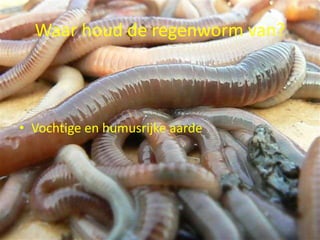 De regenworm | PPT