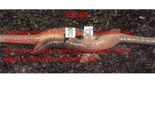De regenworm | PPTX
