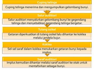Deria pendengaran | PPTX
