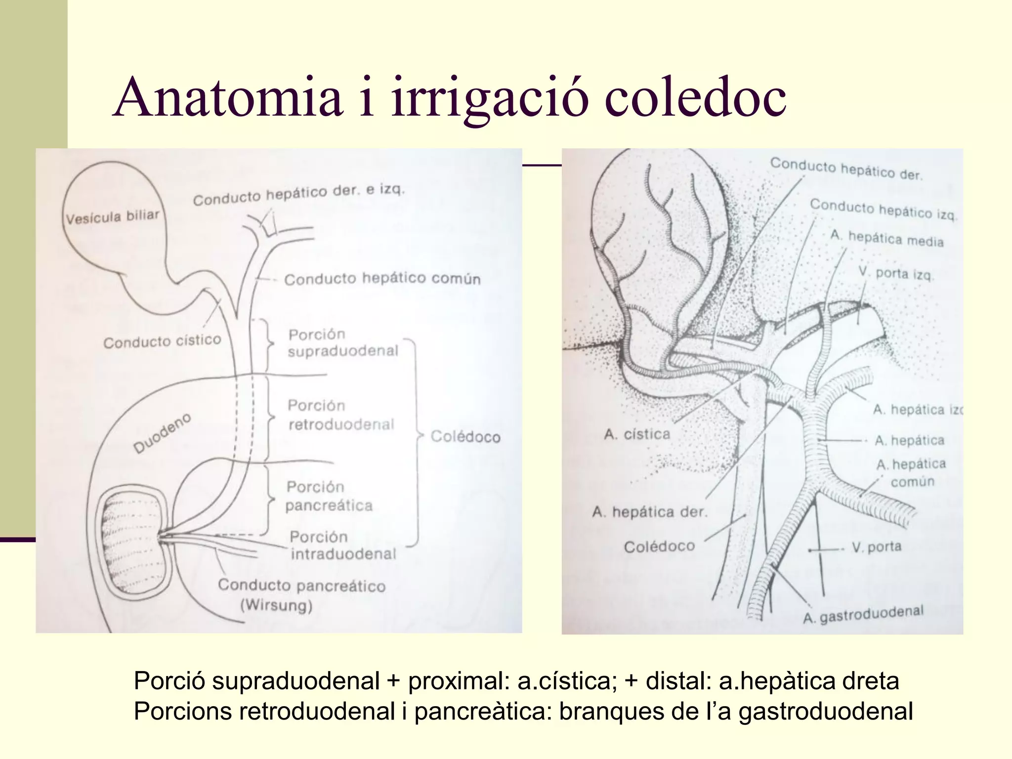 Derivacions bilio digestives (tècnica quirúrgica) | PDF