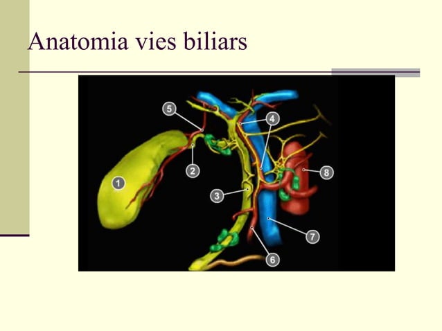 Derivacions bilio digestives (tècnica quirúrgica) | PDF